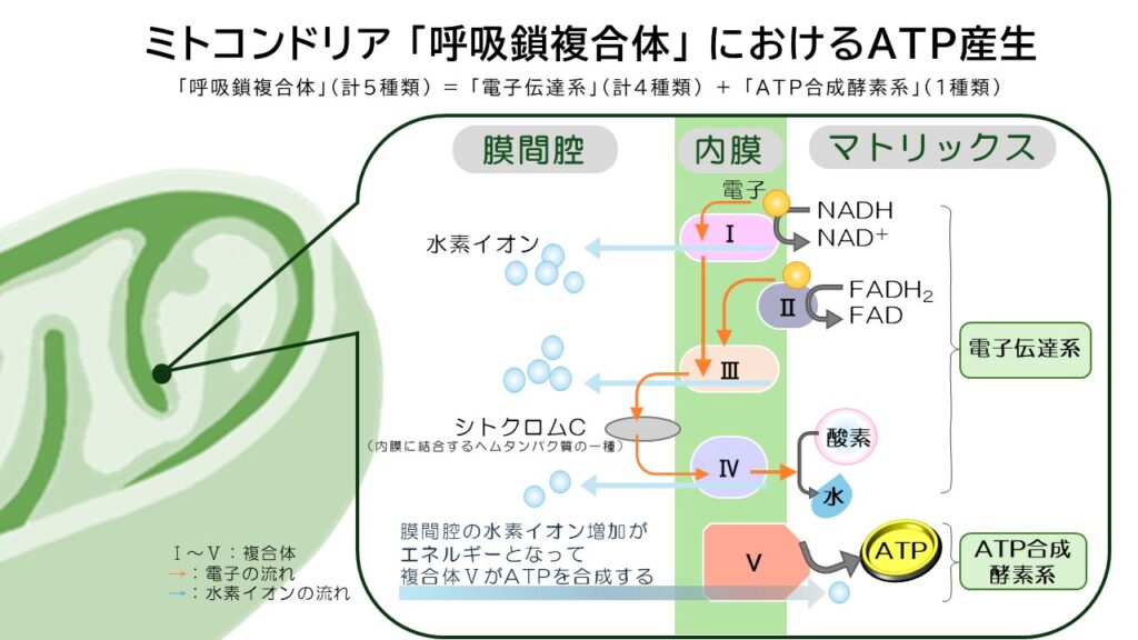 「ミトコンドリア」連載① エネルギー産生だけじゃない多機能性！細胞内共生説を裏付ける構造とは - 国立消化器・内視鏡クリニック